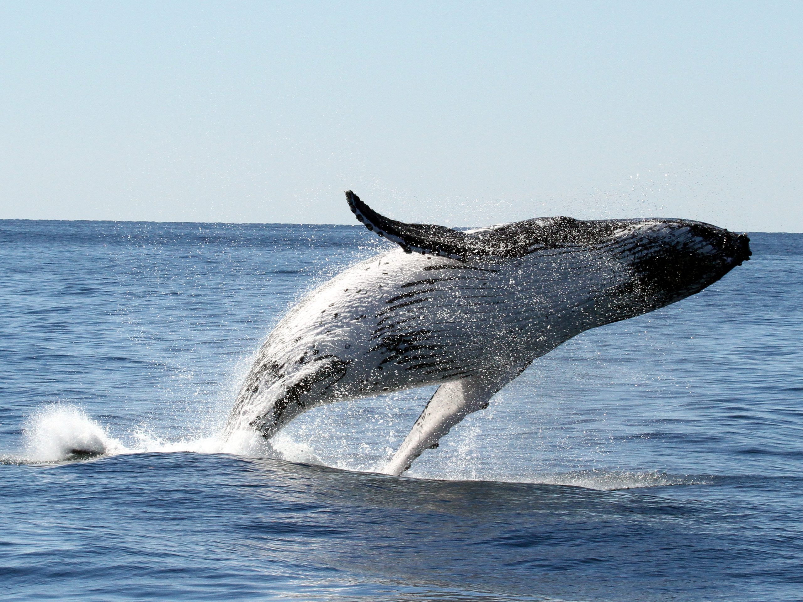 Whale Hunting, Landing Big Sales and Transforming Your Company - Hazel ...